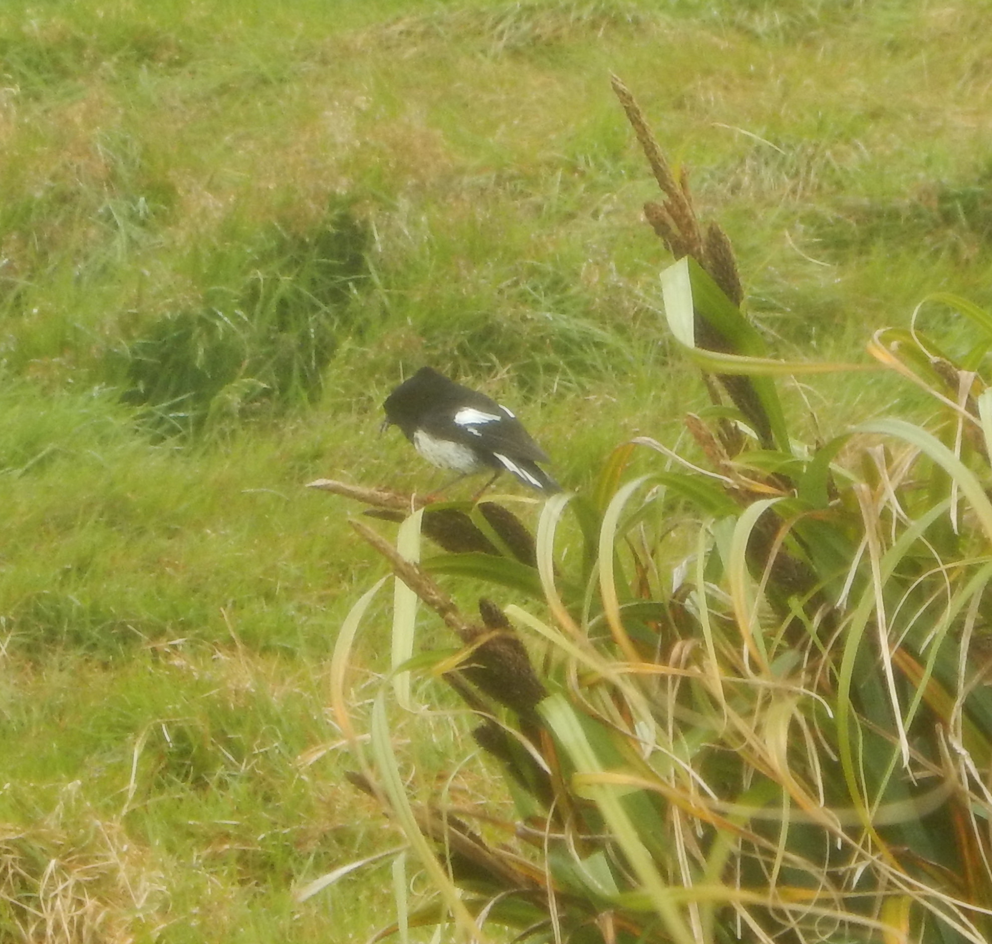 Auckland Islands Fauna | Voyaging South
