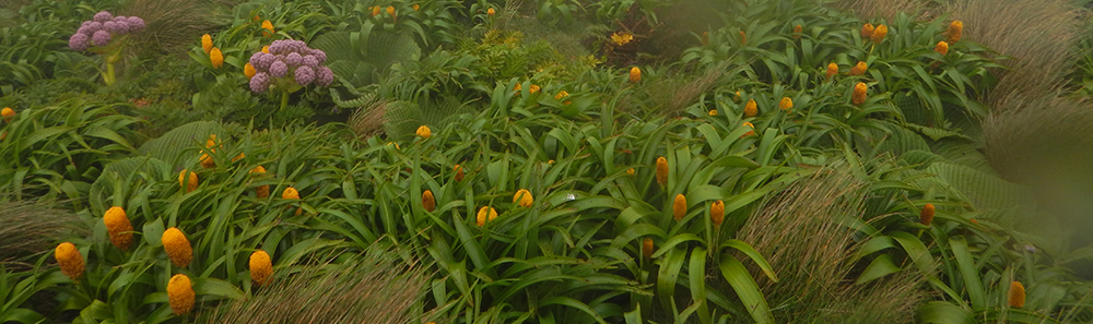 Megaherbs | Voyaging South